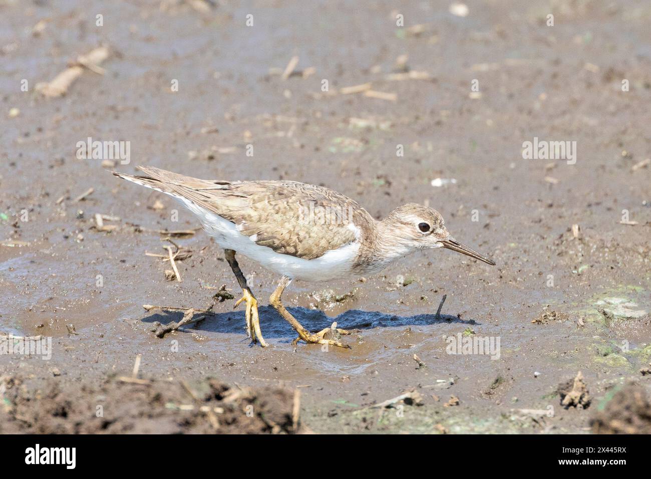 Common Sandpiper (Actitis hypoleucos) foraging on tidal mudflats ...