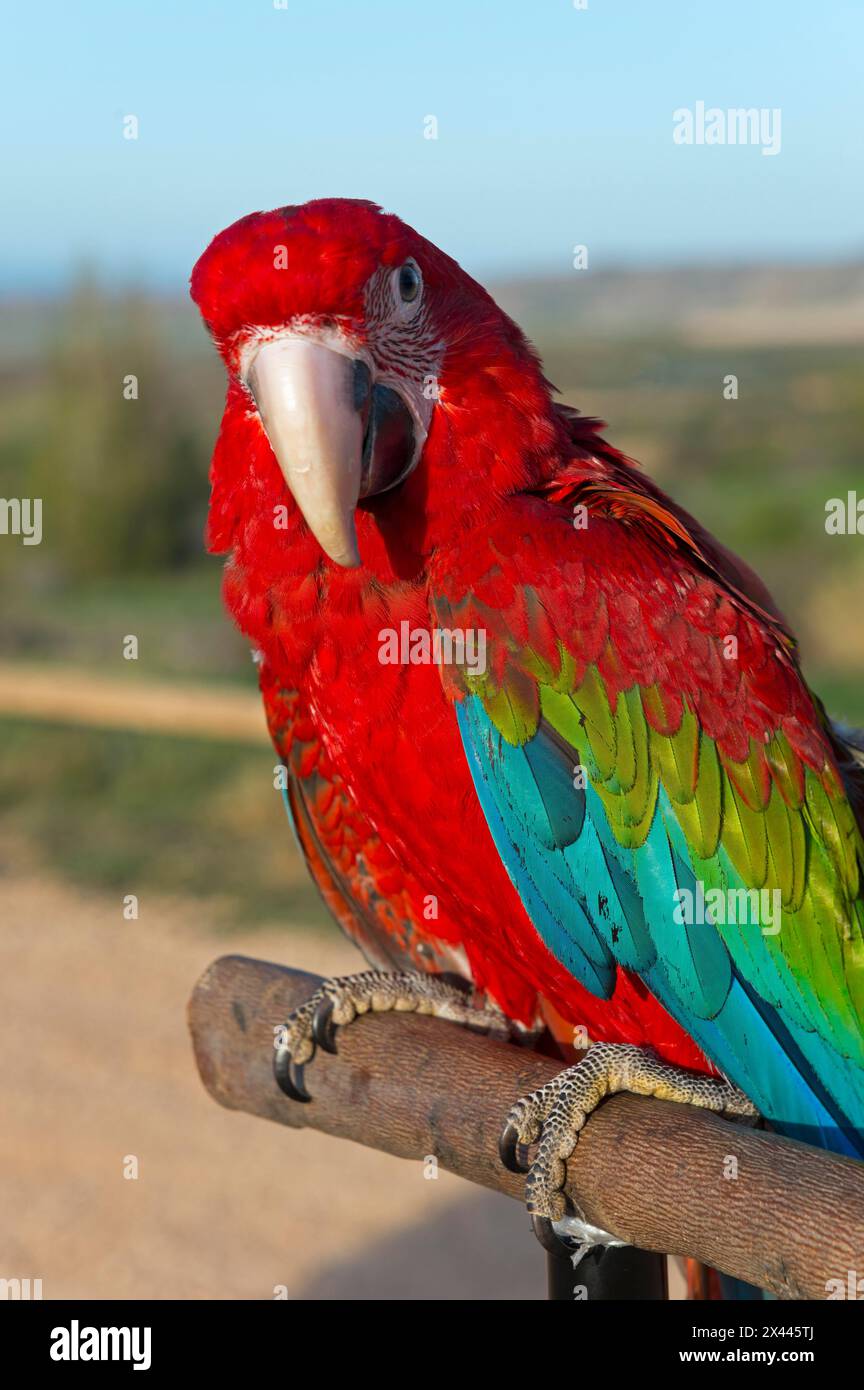A Scarlet macaw on a perch looks curiously, surrounded by blue-green ...