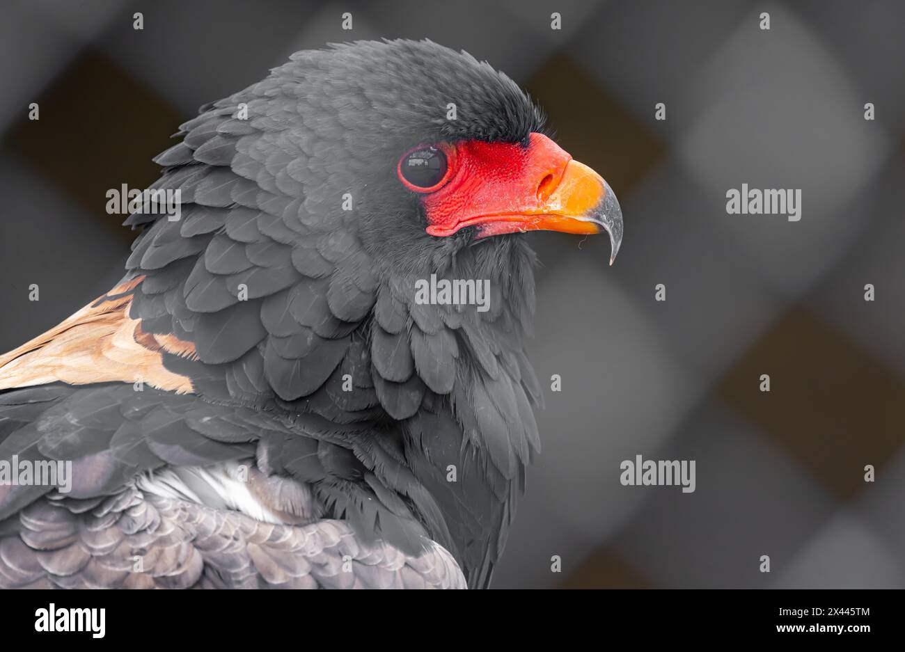 Caracara (Daptrius megalopterus Stock Photo - Alamy