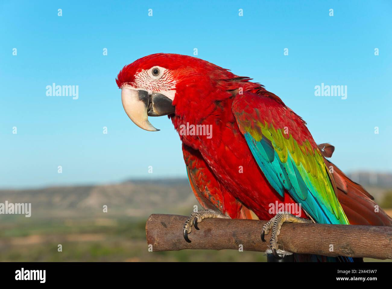 A Scarlet macaw with bright blue and green feathers sits on a branch ...