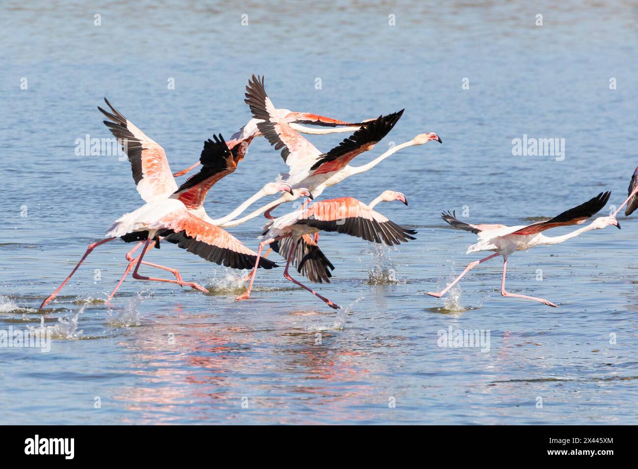 Alkaline wetland habitat hi-res stock photography and images - Alamy