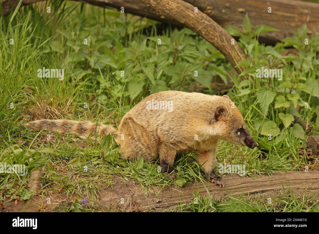 Coati (Nasua), Captive Stock Photo - Alamy