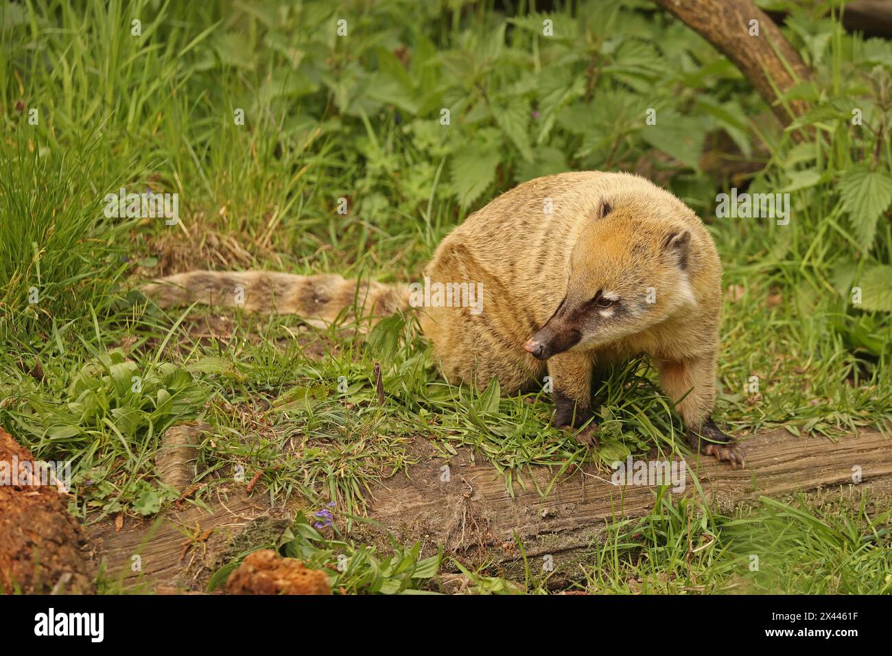 Coati (Nasua), Captive Stock Photo - Alamy