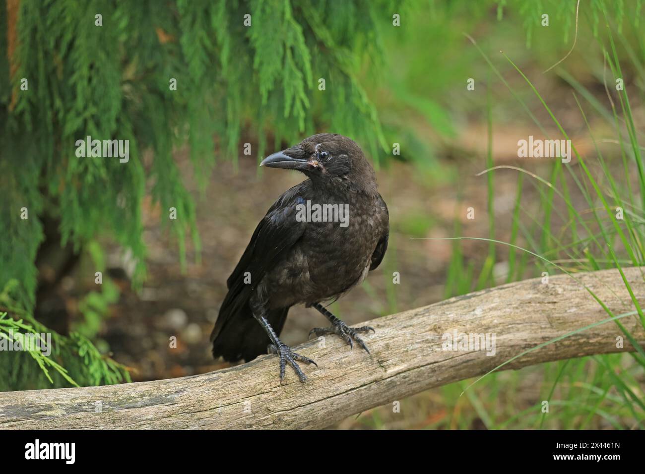 Rook (Corvus frugilegus), fledgling Stock Photo - Alamy