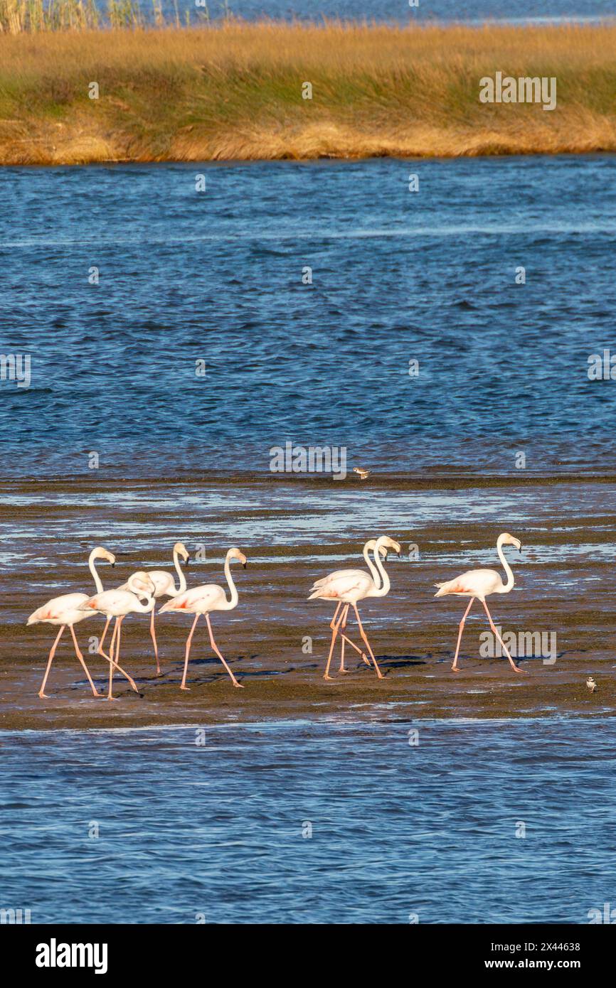 Flamingo habitat hi-res stock photography and images - Alamy