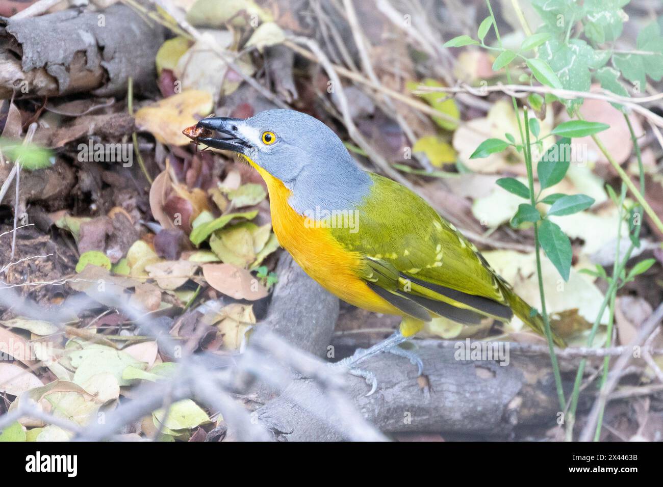 Grey-headed Bushshrike, Grey-headed Bush-shrike (Malaconotus blanchoti ...
