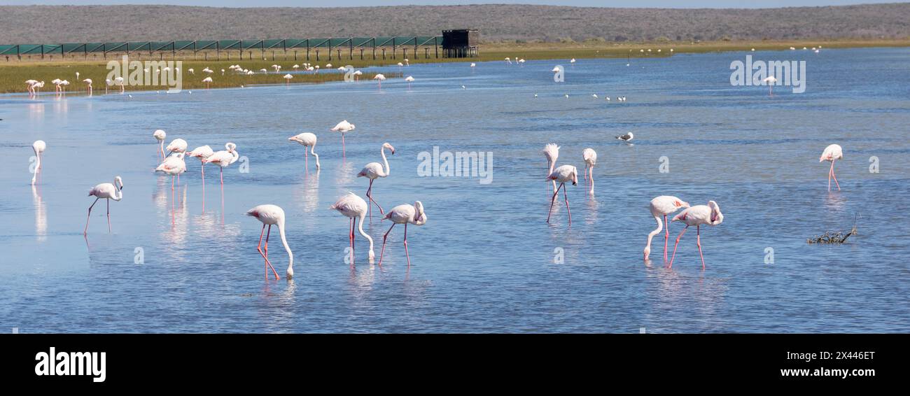 Panorama of the Bird Hide with Greater Flamingos on Langebaan Lagoon ...