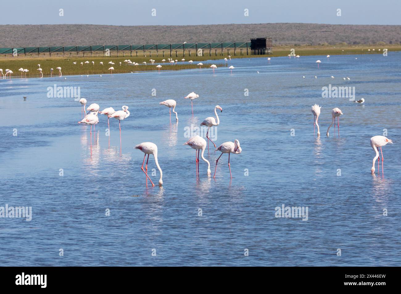 Greater Flamingos (Phoenicopterus roseus) and Bird Hide Langebaan ...
