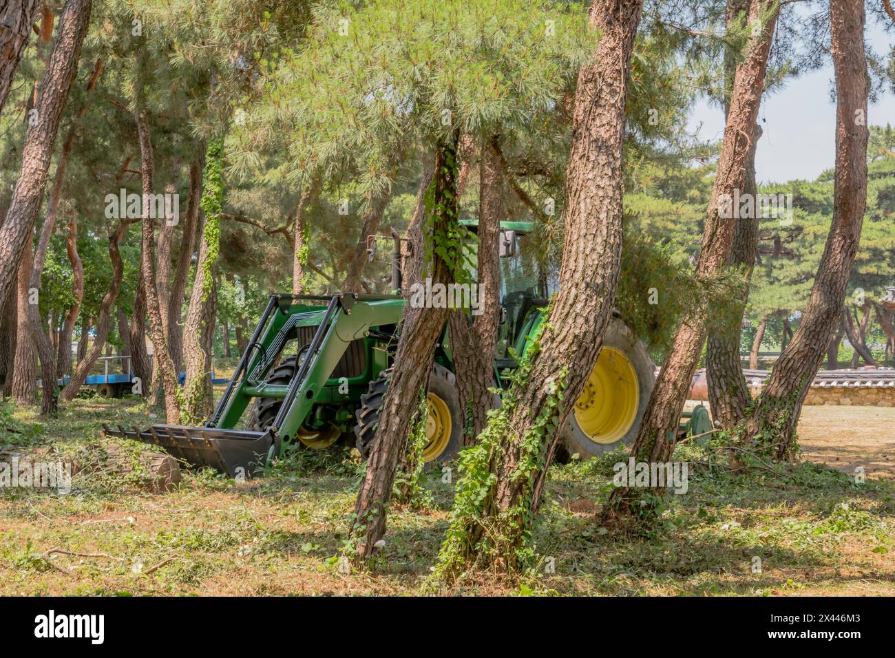 Green tractor with yellow wheels parked in shade of grove of trees in ...