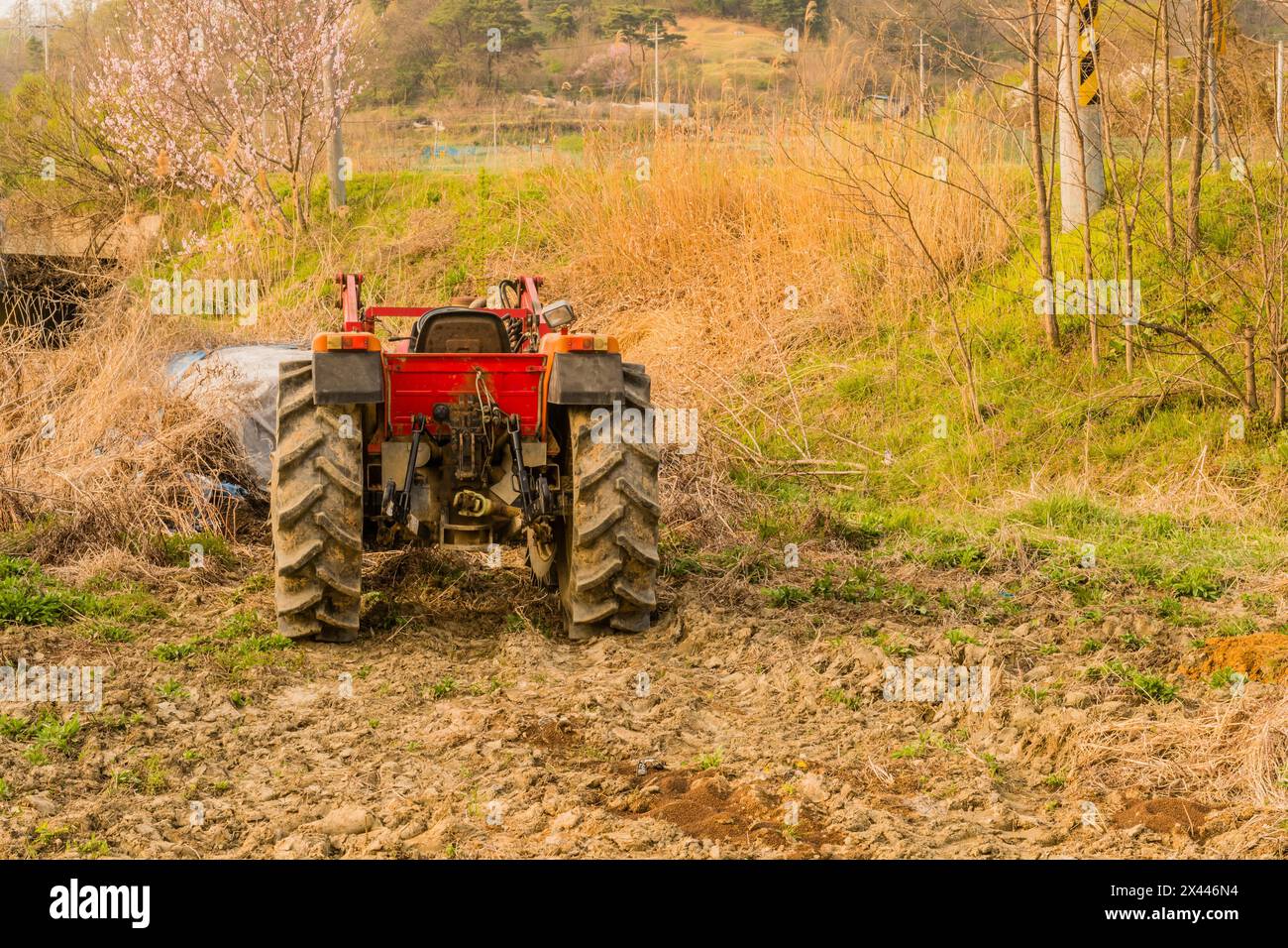 Rear view of red tractor parked at edge of field with cherry blossom ...
