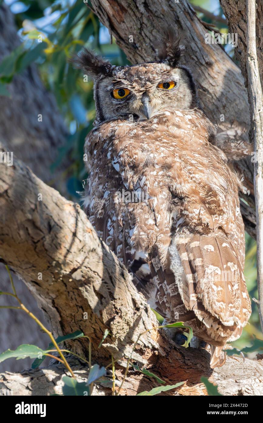 Adult Spotted Eagle-Owl (Bubo africanus), African Spotted Eagle-Owl, Velddrif, West Coast, South ...