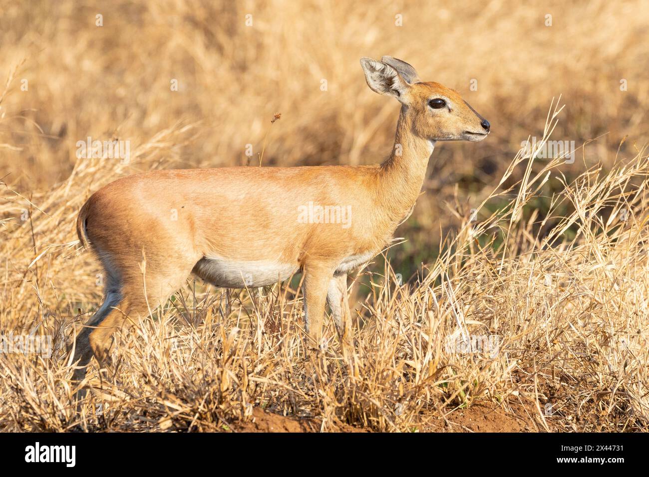 Steenbok (Raphicerus campestris) in grassland savannah at sunset, sode ...