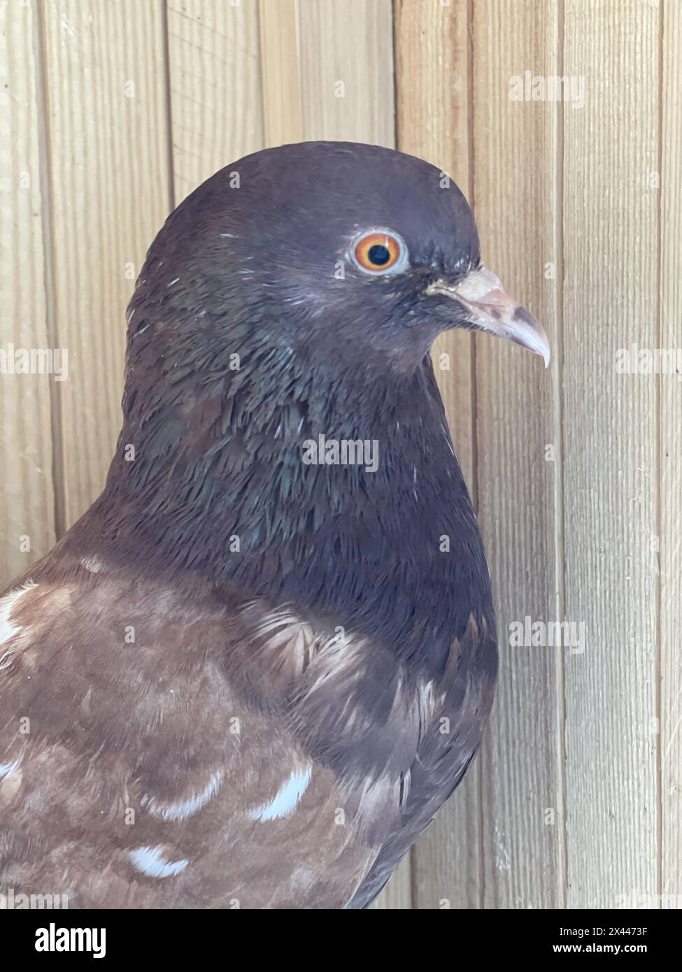 Pigeon looking at camera close-up portrait Stock Photo - Alamy