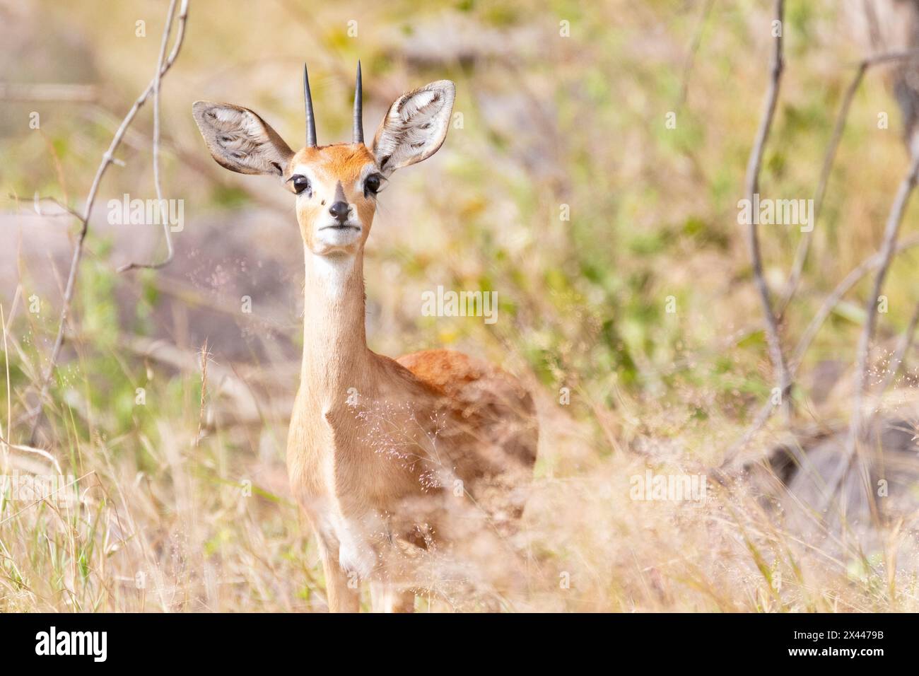 Steenbok raphicerus campestris buck hi-res stock photography and images ...