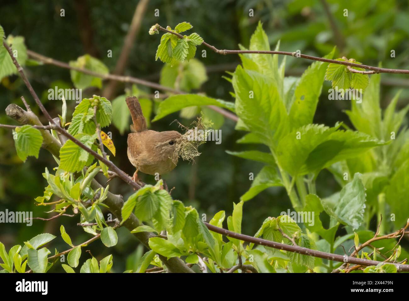 Wren nesting england hi-res stock photography and images - Alamy