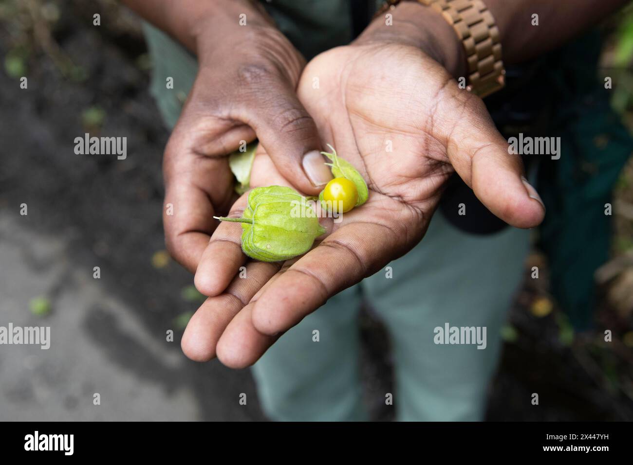 Men's hands showing a Physalis fruit or bladder cherry or Andean berry ...