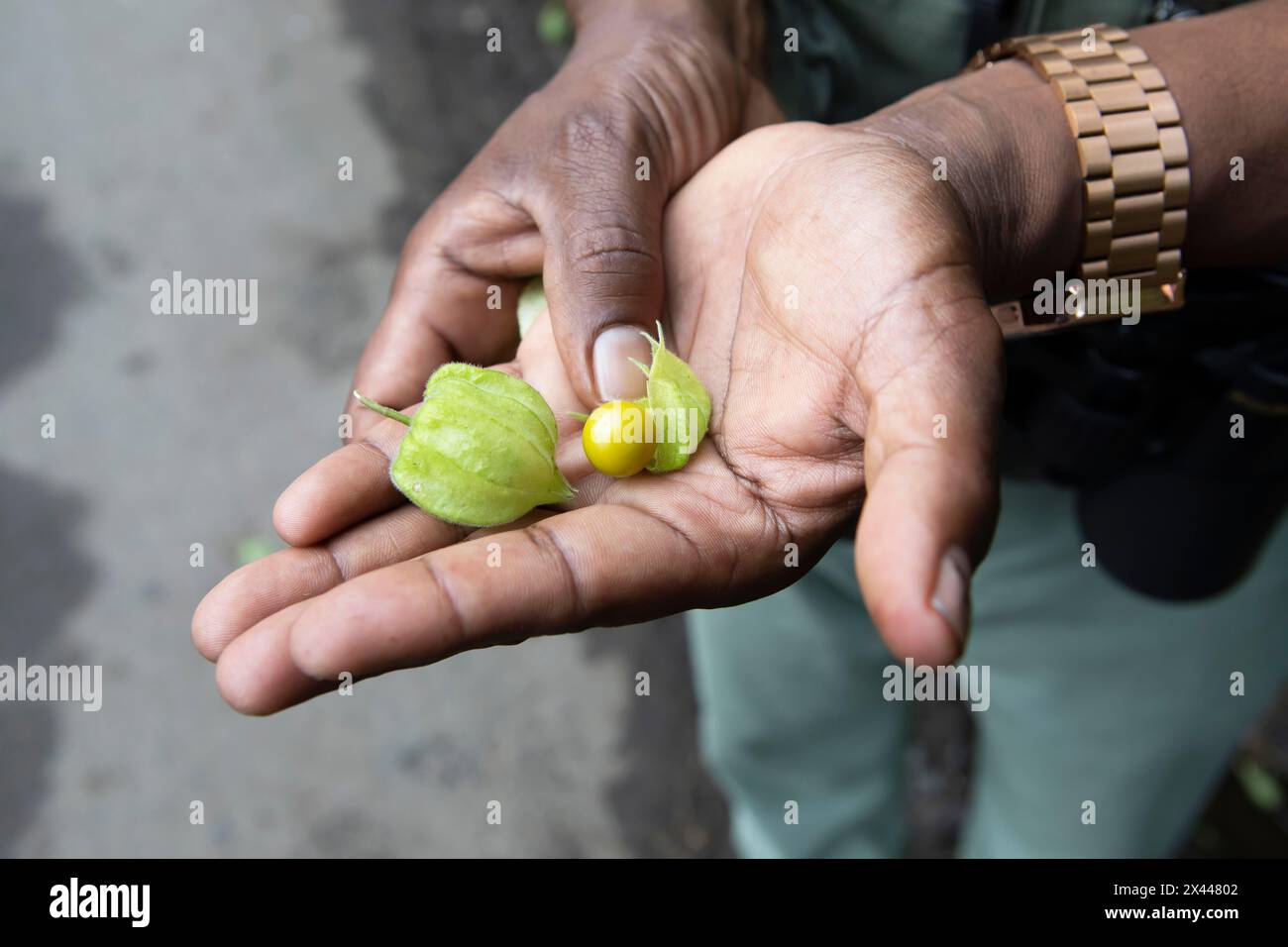 Men's hands showing a Physalis fruit or bladder cherry or Andean berry ...