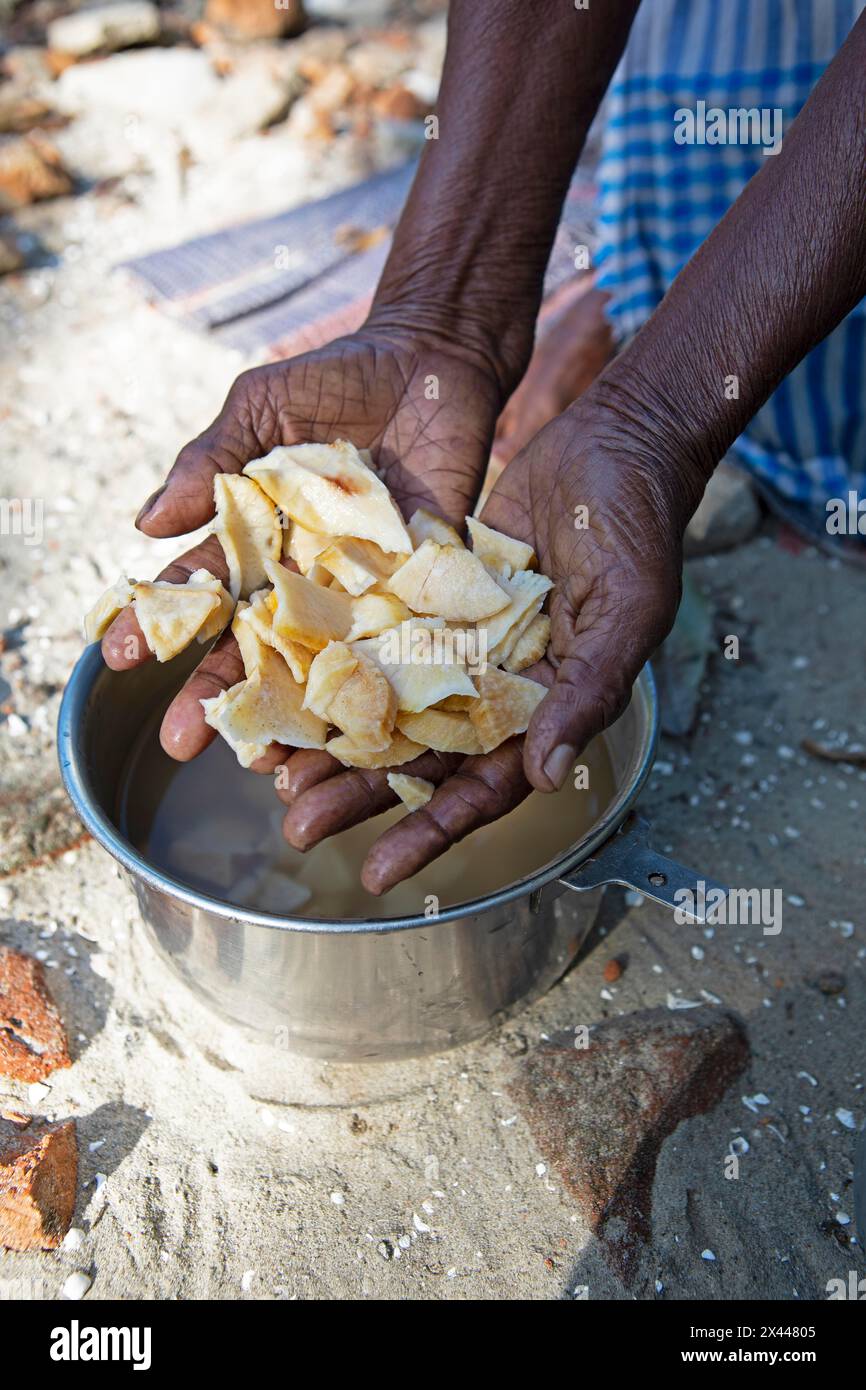 Women's hands showing pieces of manioc root, Kerala, India Stock Photo ...