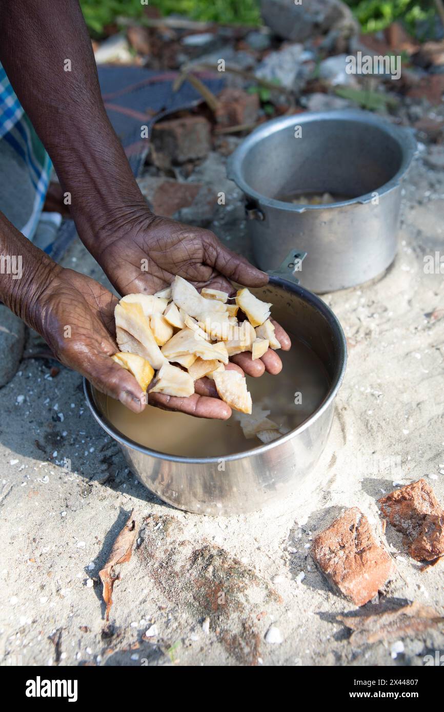 Women's hands showing pieces of manioc root, Kerala, India Stock Photo ...
