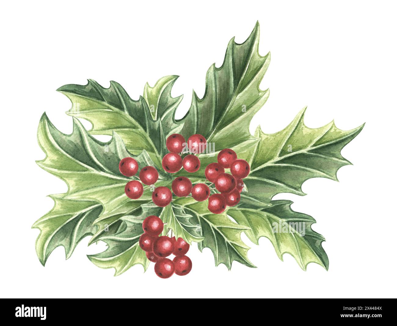 Holly with green leaves and red berries. Winter Christmas traditional ...