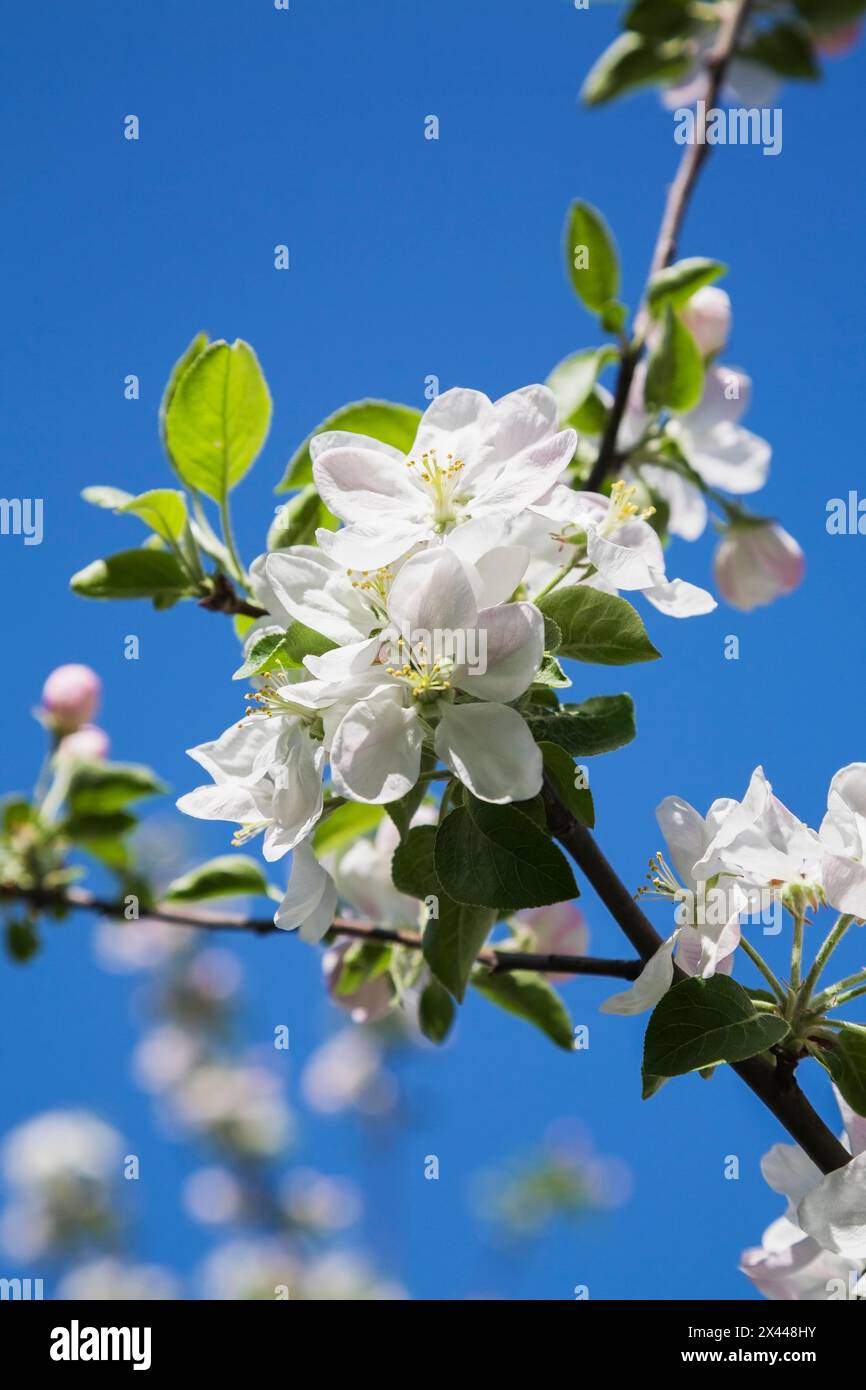 Close-up of white and pink Malus, 'Richelieu', Apple tree blossoms ...
