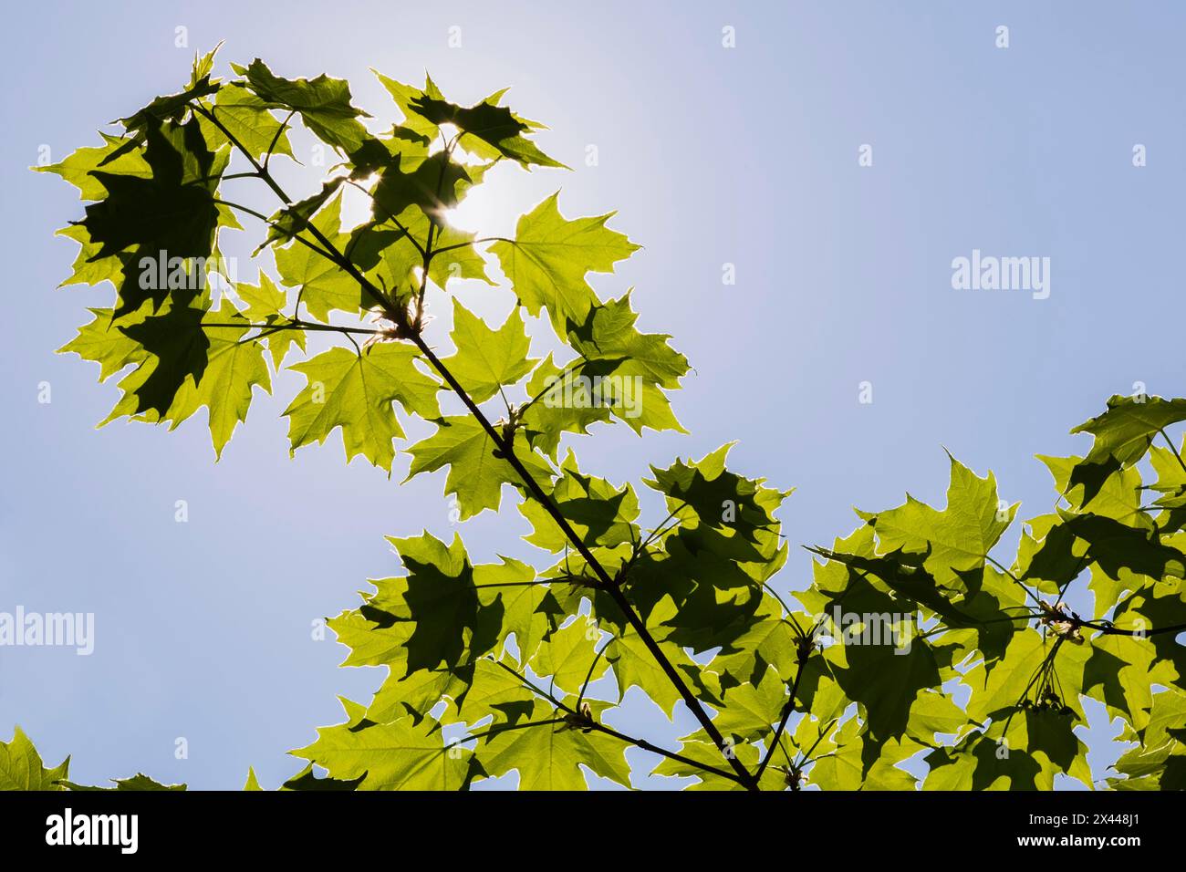 Backlit and silhouetted Acer, Maple tree leaves against a blue sky ...
