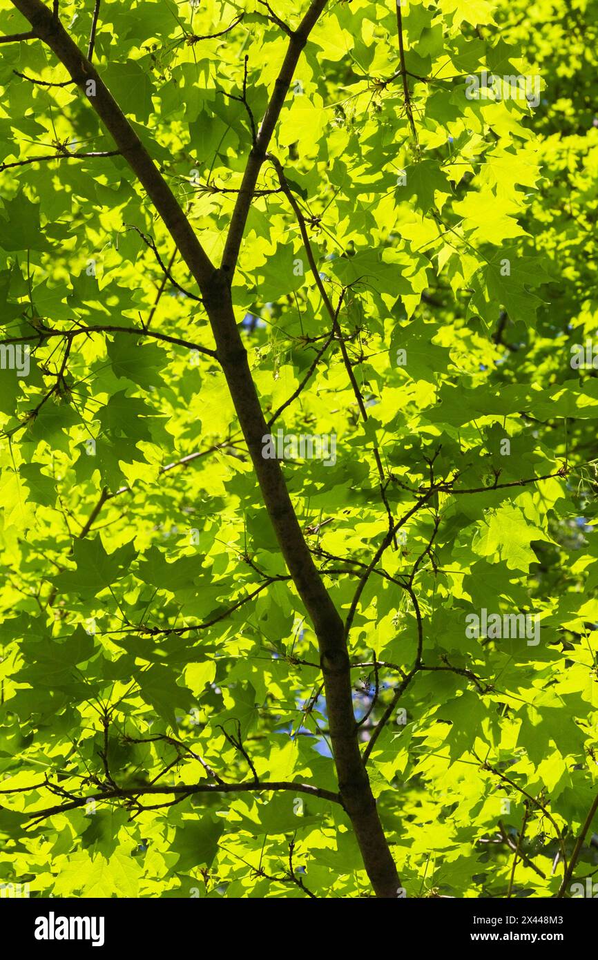 Backlit and silhouetted Acer, Maple tree leaves in spring, Montreal ...
