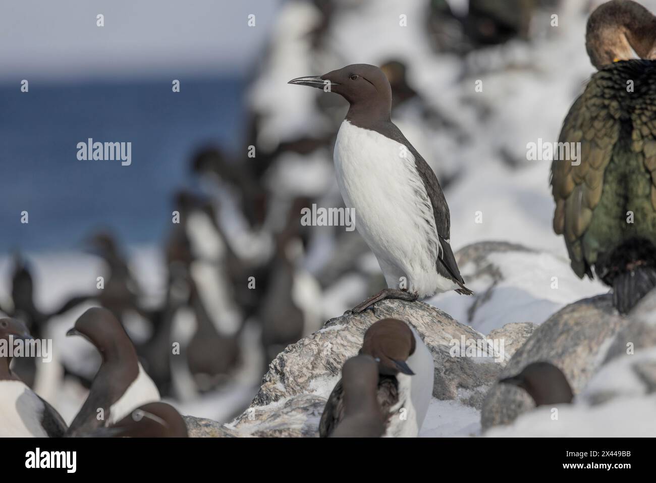 Common guillemot (Uria aalgae), in the snow, Hornoya, Hornoya ...
