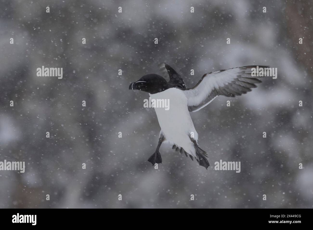 Razorbill (Alca torda), in flight, in the snow, Hornoya, Hornoya ...