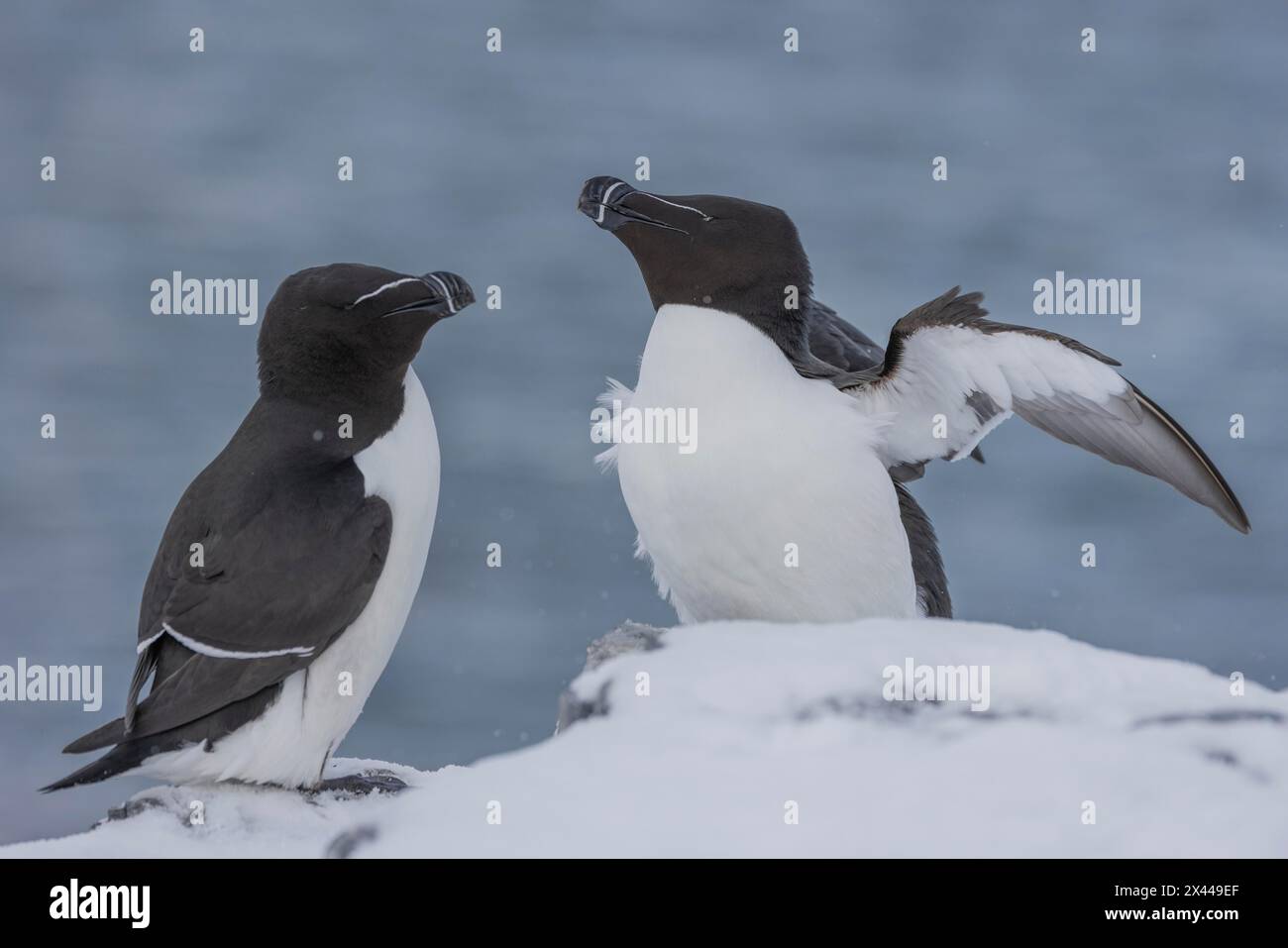 Razorbill (Alca torda), pair, in the snow, Hornoya, Hornoya ...