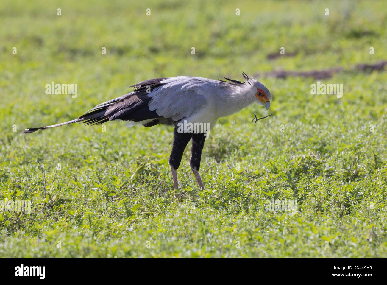 Secretary bird (Sagittarius serpentarius), with Snake, Ngorongoro ...
