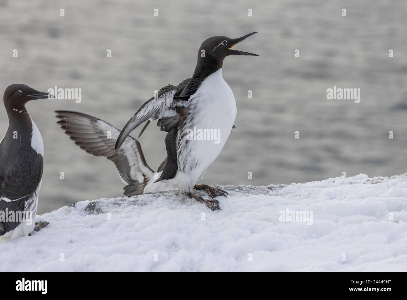 Common guillemot (Uria aalgae), ringed guillemot with open beak, in the ...