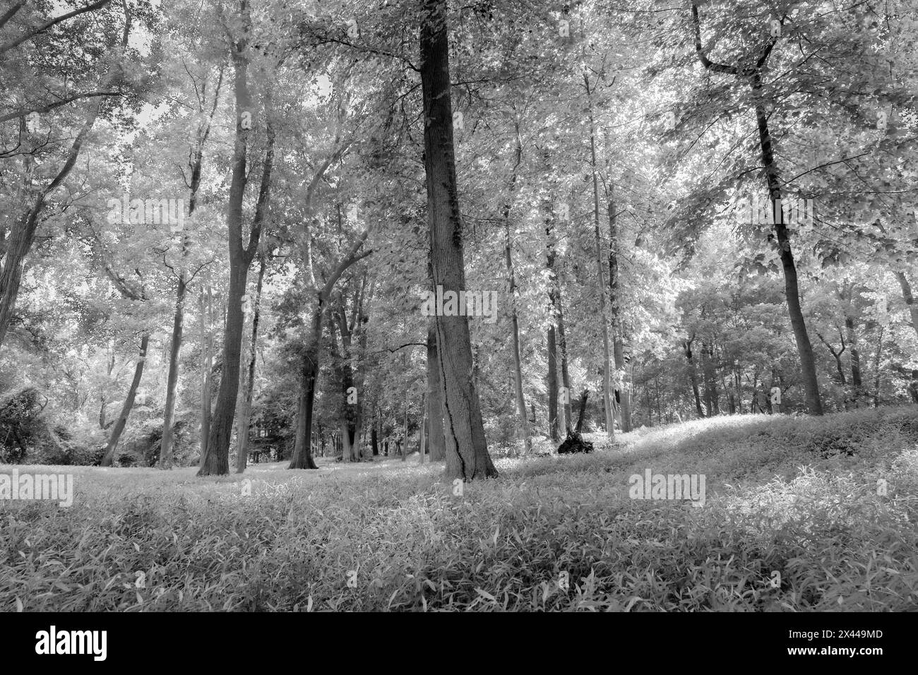 Tall grass background Black and White Stock Photos & Images - Alamy