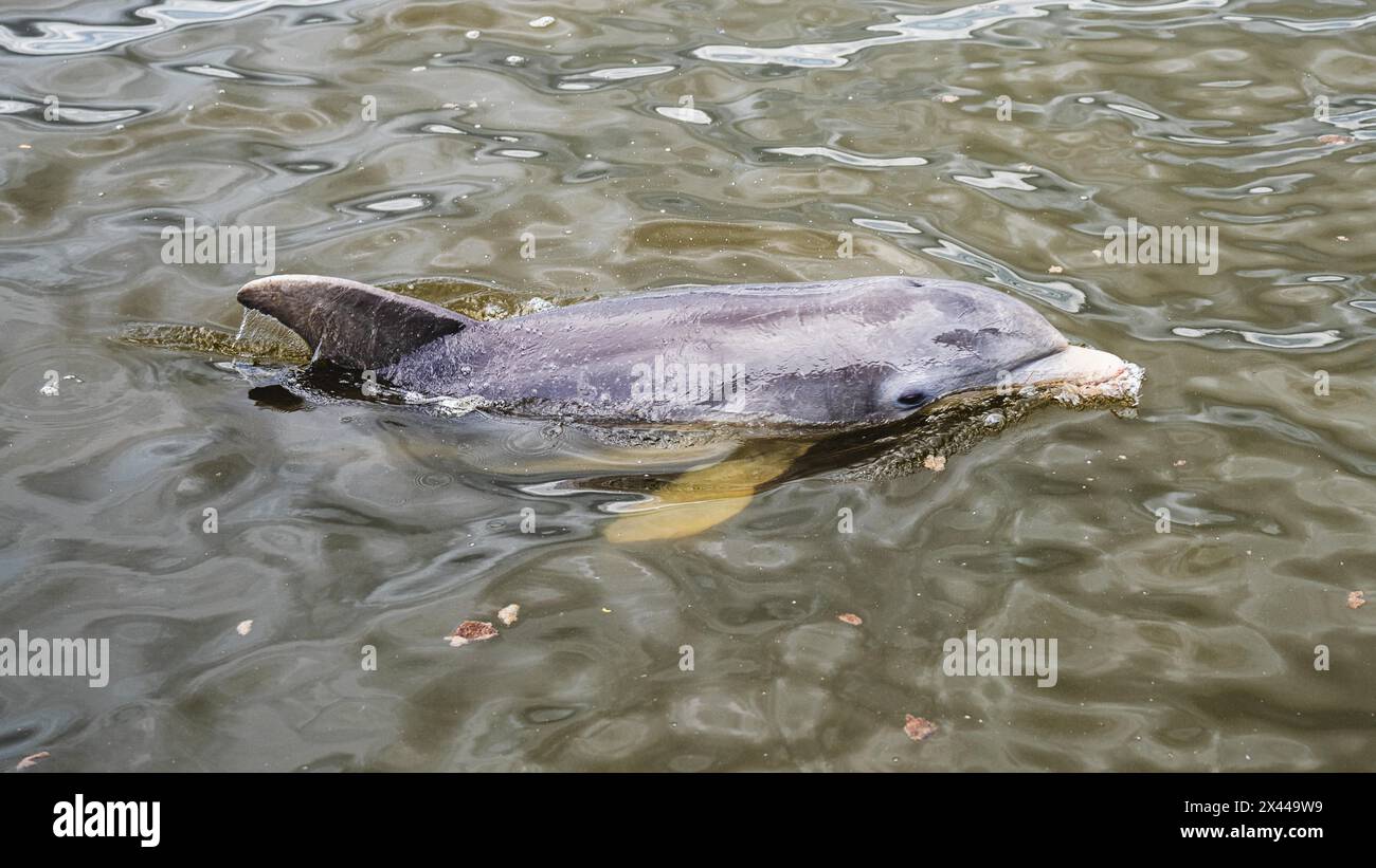 Dolphin at Chokoloskee Bay, Everglades, Florida, USA Stock Photo - Alamy