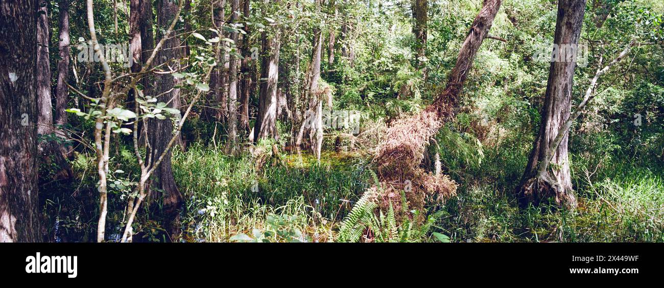 Kirby Storter Roadside Park, Tamiami Trail East, Ochopee, Everglades ...