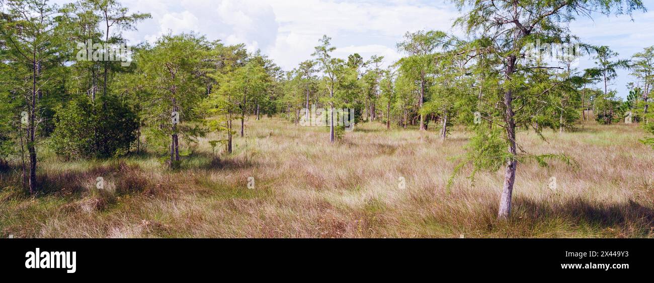 Kirby Storter Roadside Park, Tamiami Trail East, Ochopee, Everglades ...