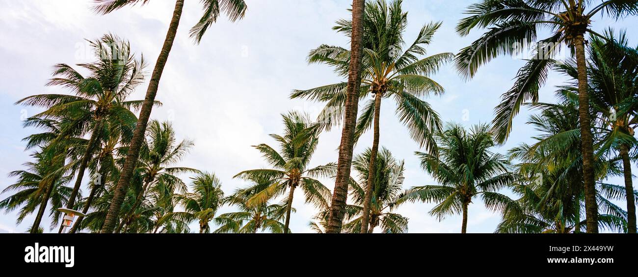 Palm trees, Ocean Drive, Miami Beach, Florida, USA Stock Photo - Alamy