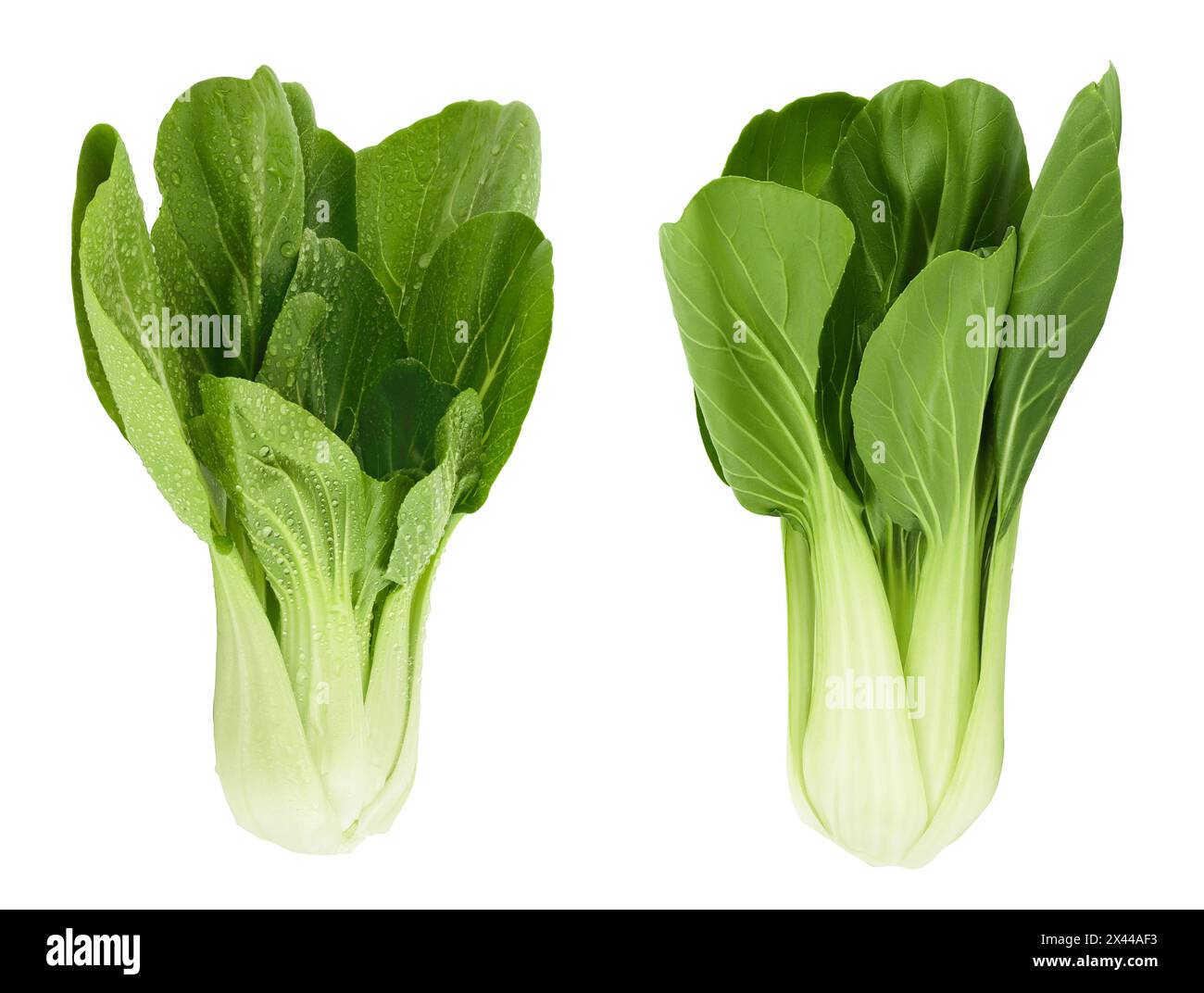 Fresh pak choi cabbage isolated on white background with full depth of ...