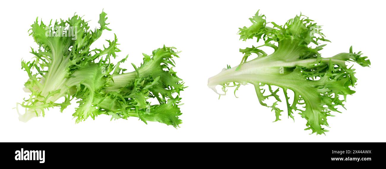 Fresh green leaves of endive frisee chicory salad isolated on white ...