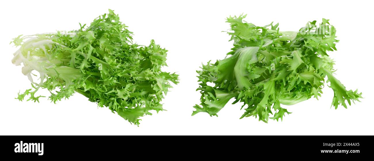 Fresh green leaves of endive frisee chicory salad isolated on white ...