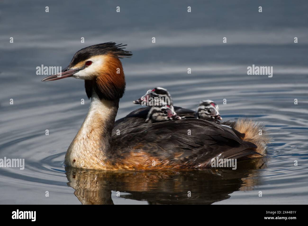 Family of Great Crested Grebes with the little juvenile grebes riding ...