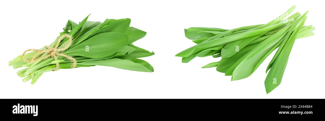 Ramson bunch vegetable isolated on white background with full depth of ...