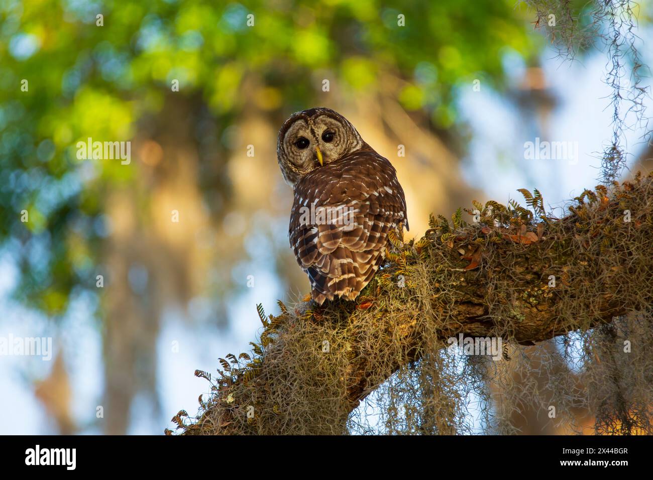 USA, Georgia, Savannah. Barred owl sitting on the limb of oak tree ...