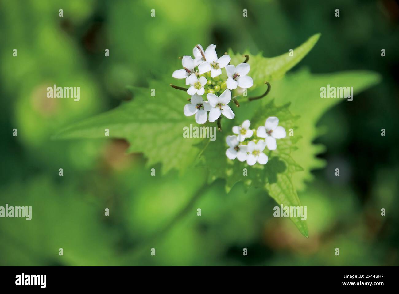 Close photo of blooming garlic mustard (Alliaria petiolata, Alliaria ...