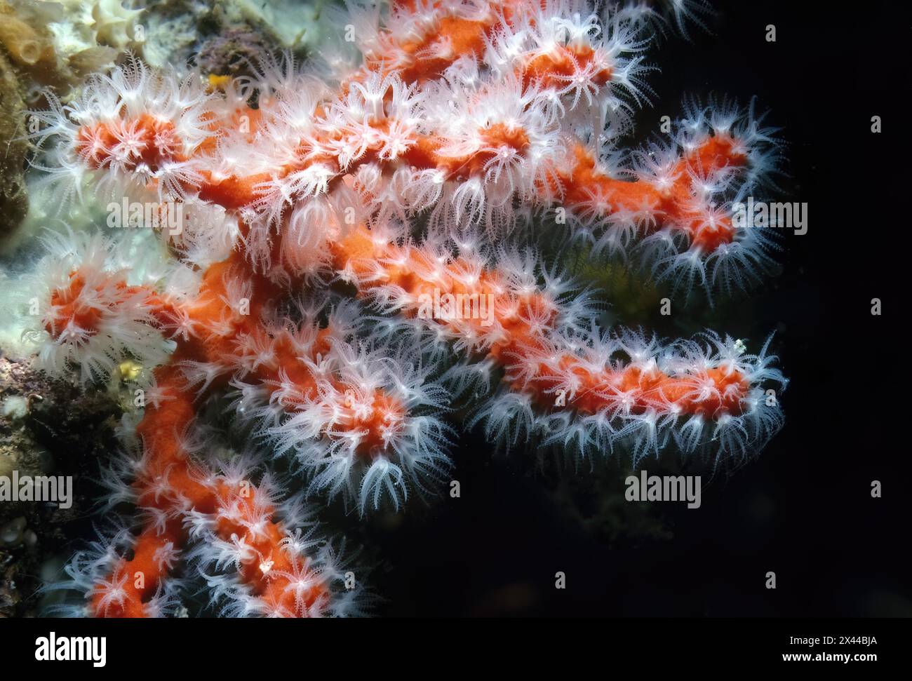Close-up of outstretched white coral polyps of red coral (Corallium ...