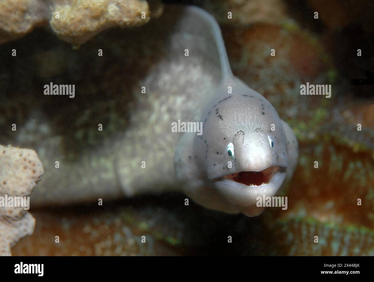 Geometric moray (Gymnothorax griseus) with white eyes open mouth ...