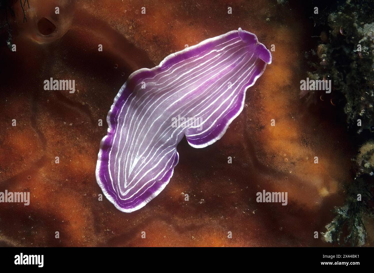 Orange striped pyjamas hi-res stock photography and images - Alamy