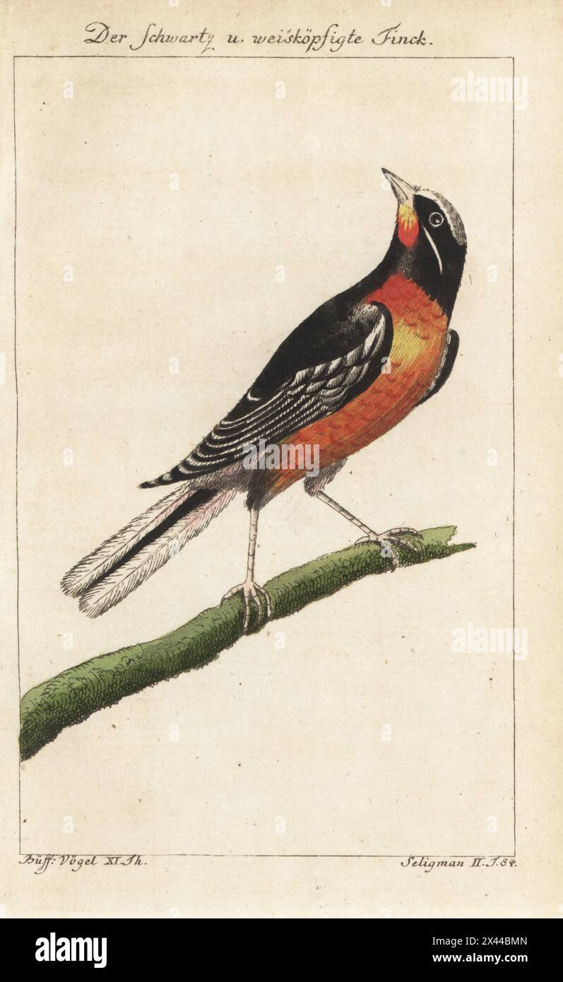 Fringilla bahamensis hi-res stock photography and images - Alamy