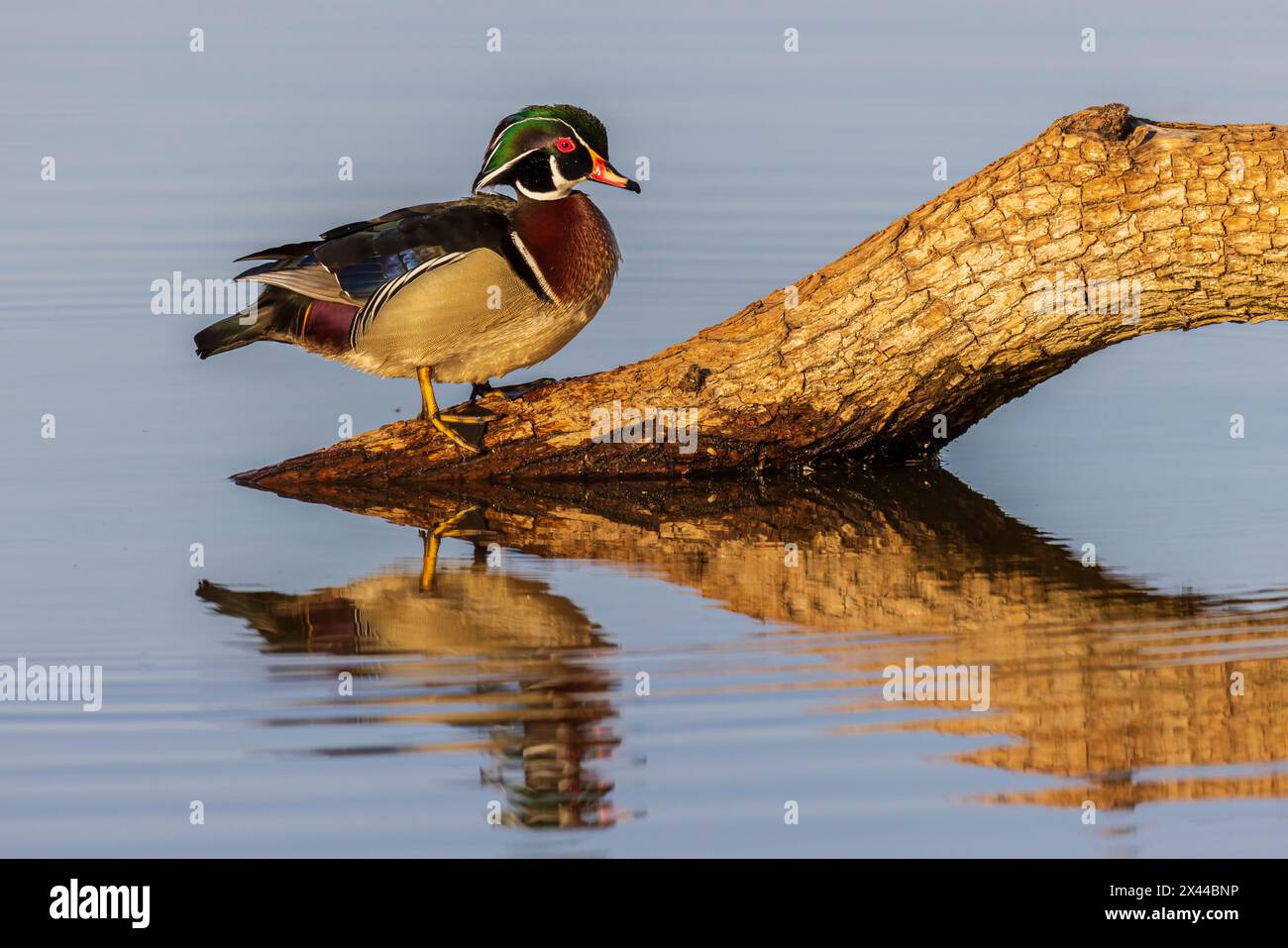 Wood Duck male on log in wetland, Marion County, Illinois Stock Photo ...