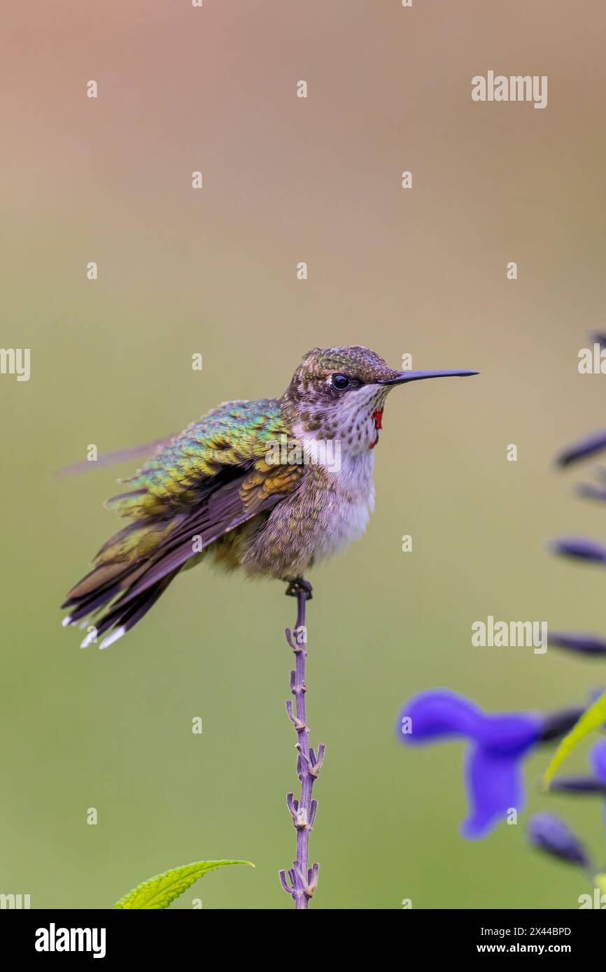 Ruby-throated Hummingbird immature male bathing in garden during a rain ...